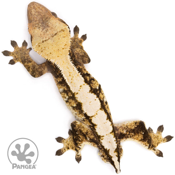 Male Tricolor Extreme Harlequin Crested Gecko | Pangea Reptile | Cr-2187 - Pangea Reptile LLC