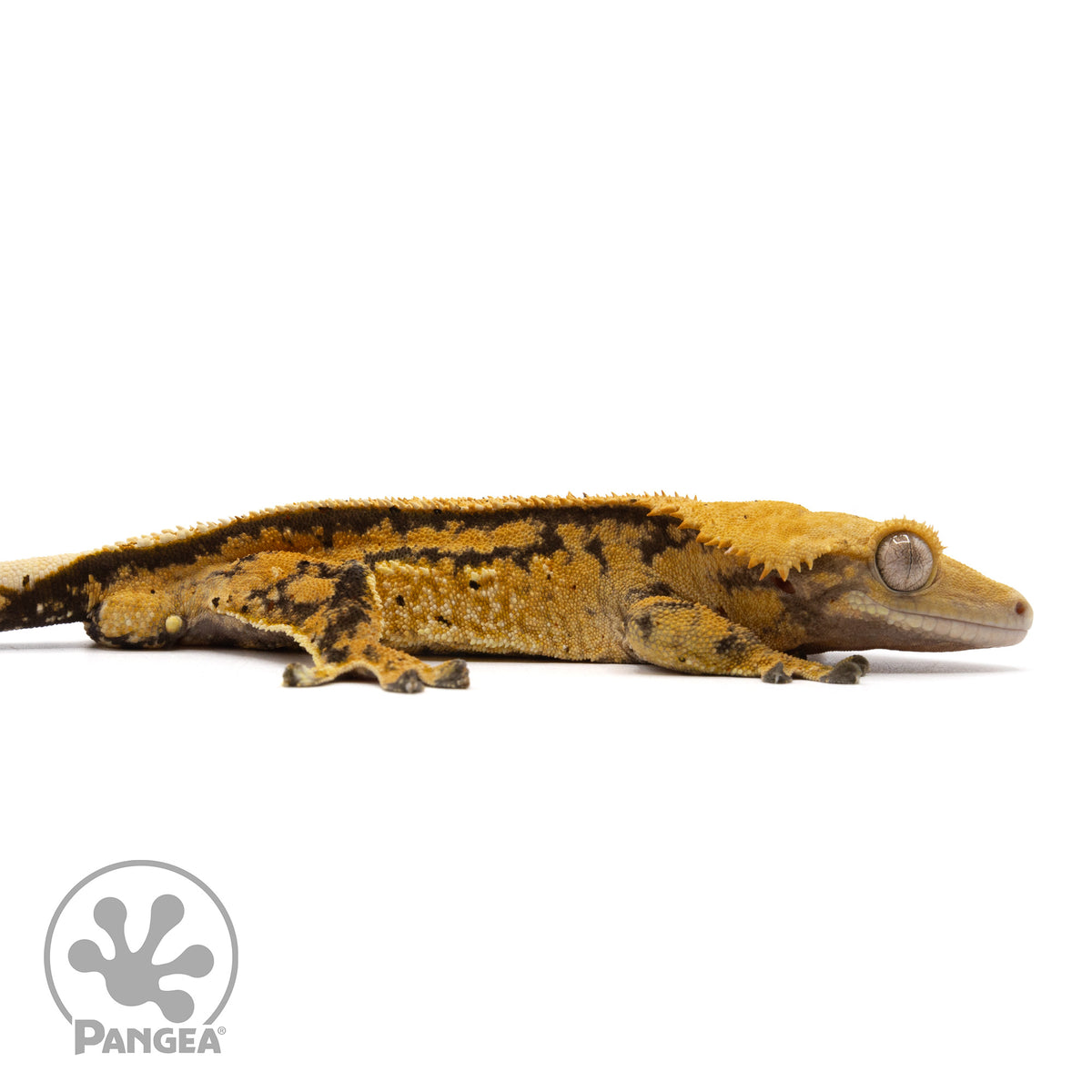 Male Reverse Pinstripe Crested Gecko | Pangea Reptile | Cr-2214 ...