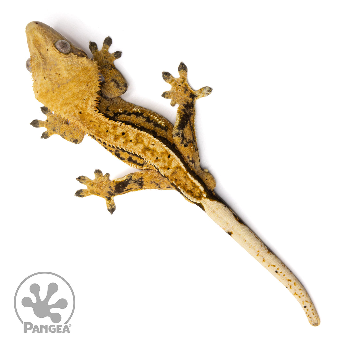 Male Reverse Pinstripe Crested Gecko | Pangea Reptile | Cr-2214 ...