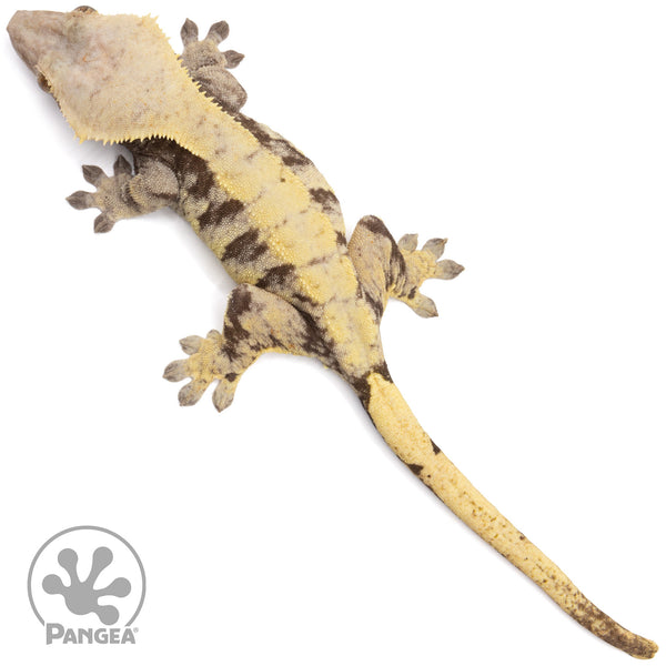 Female Extreme Harlequin Crested Gecko | Pangea Reptile | Cr-2215 - Pangea Reptile LLC