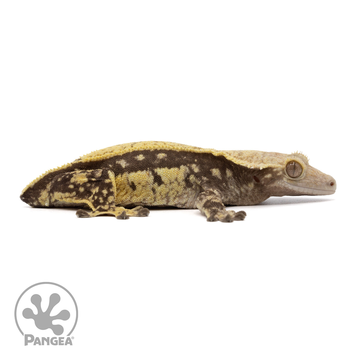 Female Quad Partial Pinstripe Crested Gecko | Pangea Reptile | Cr-2221 - Pangea Reptile LLC