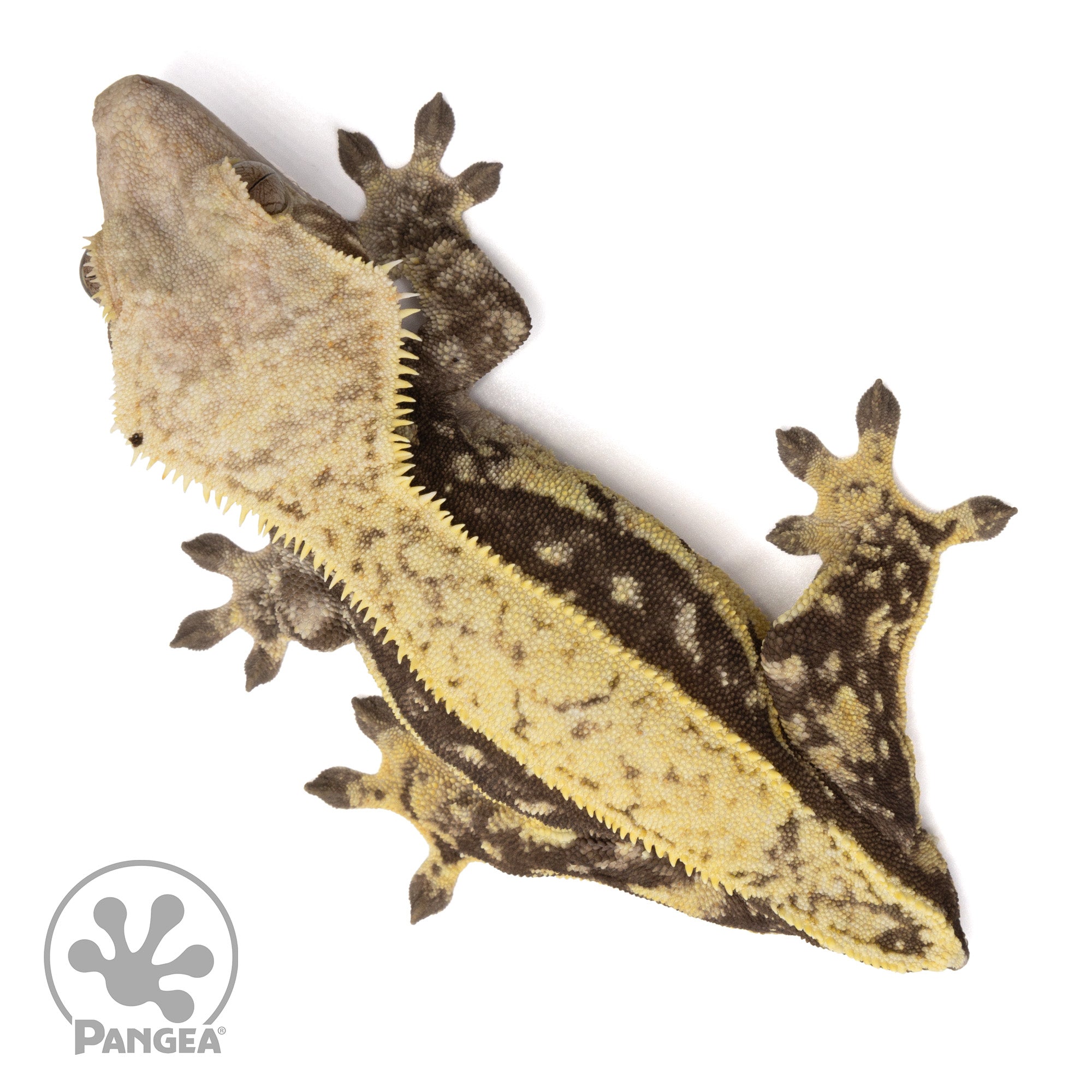 Female Quadstripe Crested Gecko | Pangea Reptile | Cr-2221 - Pangea Reptile LLC