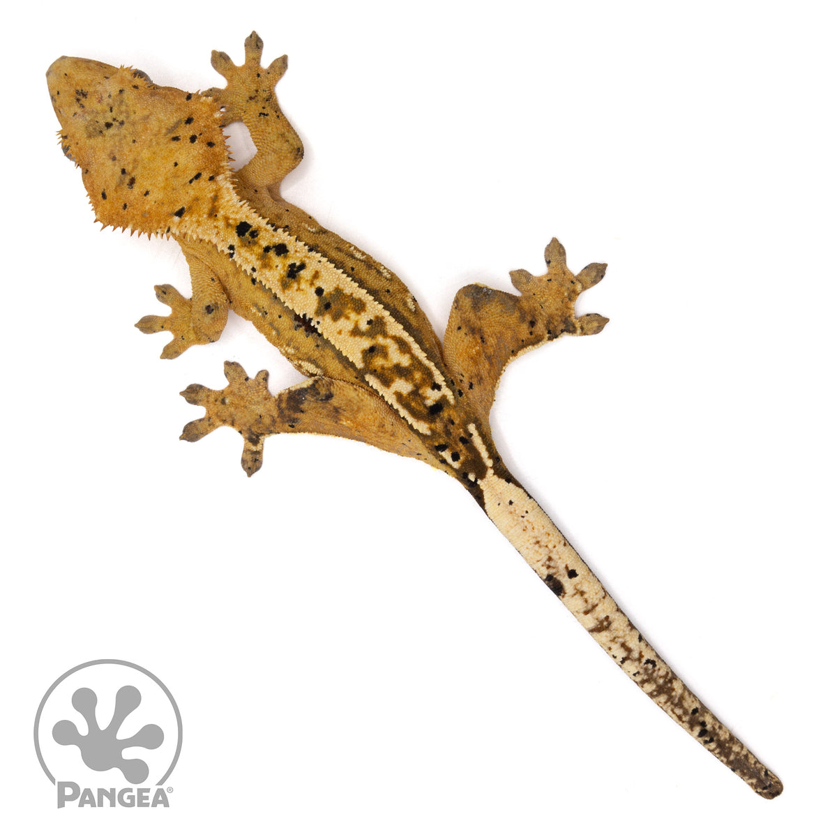 Female Dalmatian Crested Gecko | Pangea Reptile | Cr-2236 - Pangea Reptile LLC