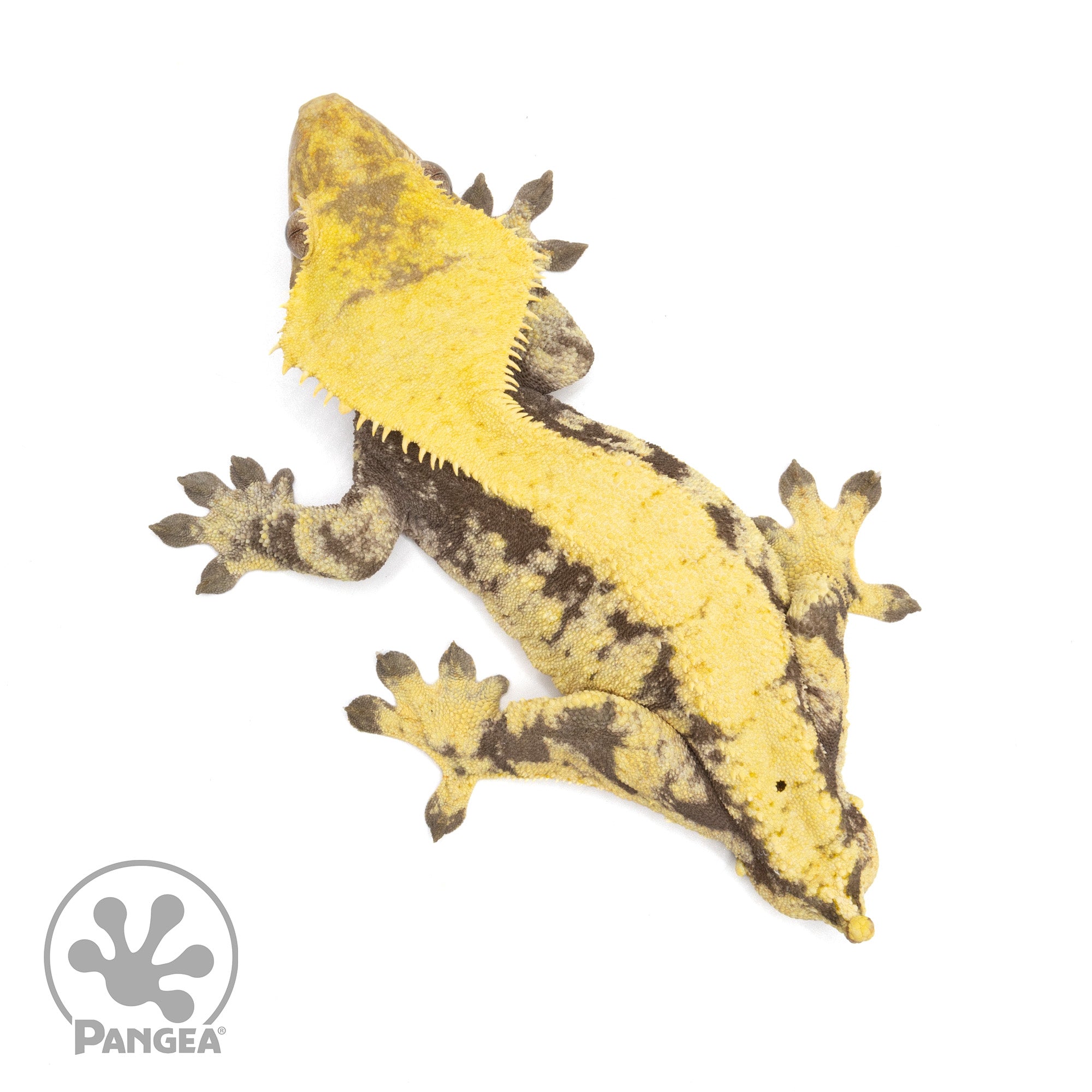 Male XXX Crested Gecko | Pangea Reptile | Cr-2284 - Pangea Reptile LLC