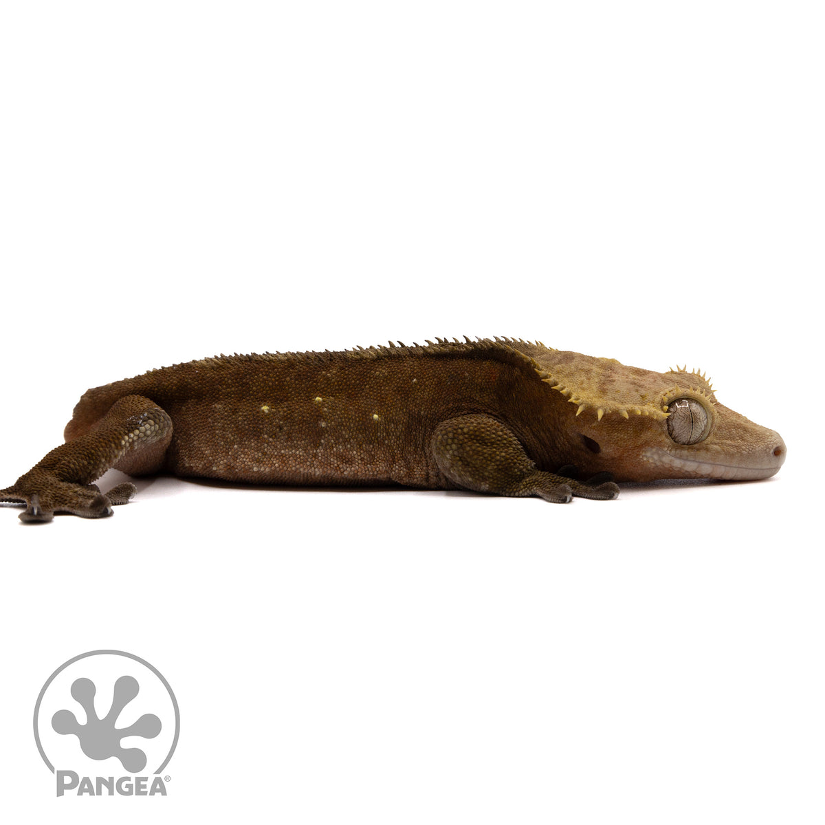 Male Dark Phantom Crested Gecko | Pangea Reptile | Cr-2305 - Pangea Reptile LLC