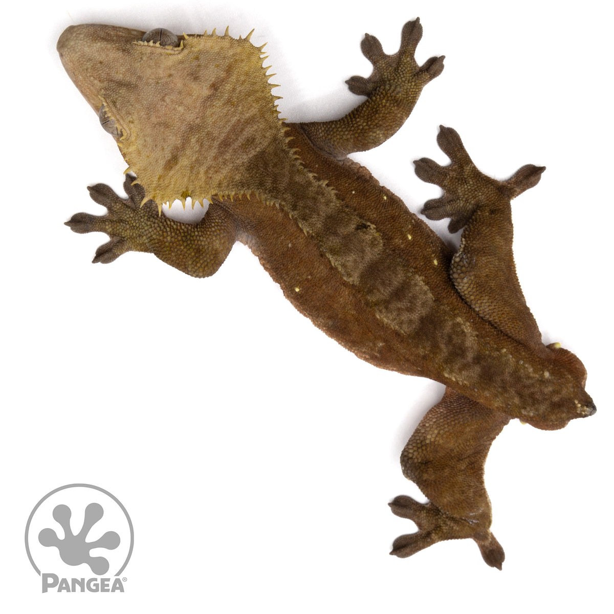 Male Dark Phantom Crested Gecko | Pangea Reptile | Cr-2305 - Pangea Reptile LLC