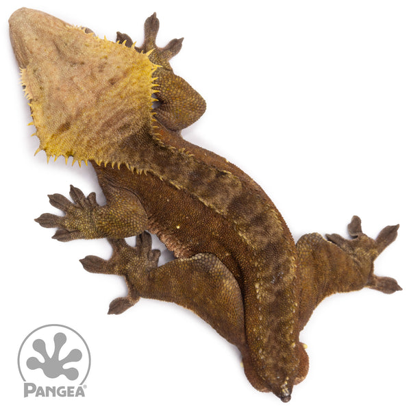 Male Red Phantom Crested Gecko | Pangea Reptile | Cr-2305 - Pangea Reptile LLC