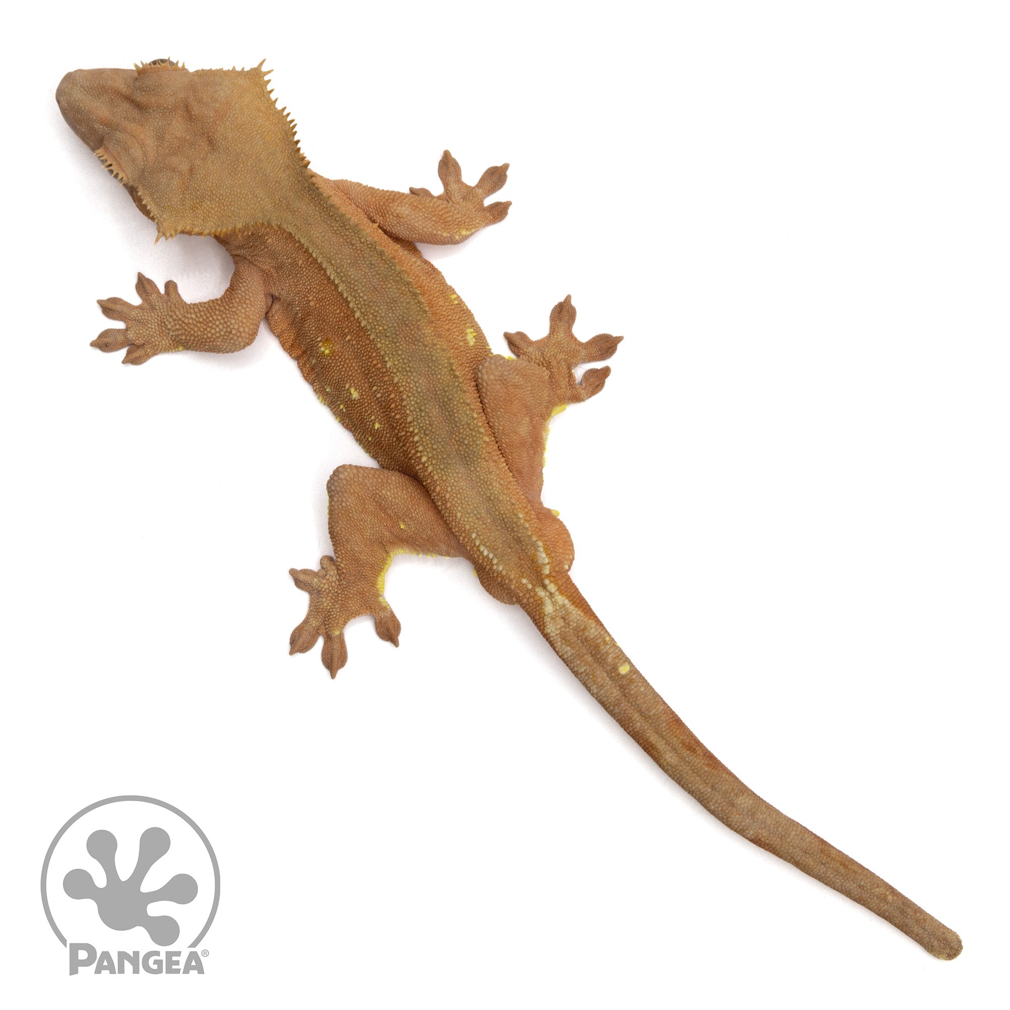 Male Red Phantom Crested Gecko | Pangea Reptile | Cr-2310 - Pangea Reptile LLC