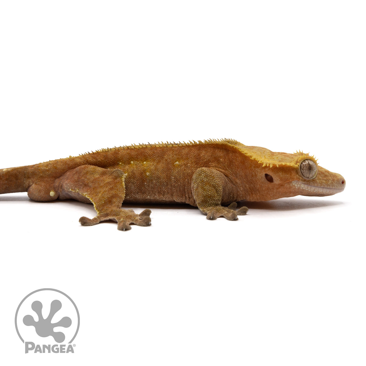 Male Red Phantom Crested Gecko | Pangea Reptile | Cr-2311 - Pangea ...