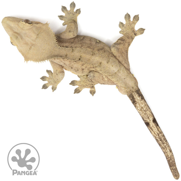 Male Tiger Crested Gecko | Pangea Reptile | Cr-2313 - Pangea Reptile LLC
