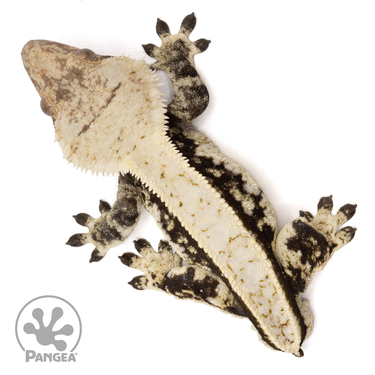 Male Extreme Harlequin Pinstripe Crested Gecko | Pangea Reptile | Cr ...