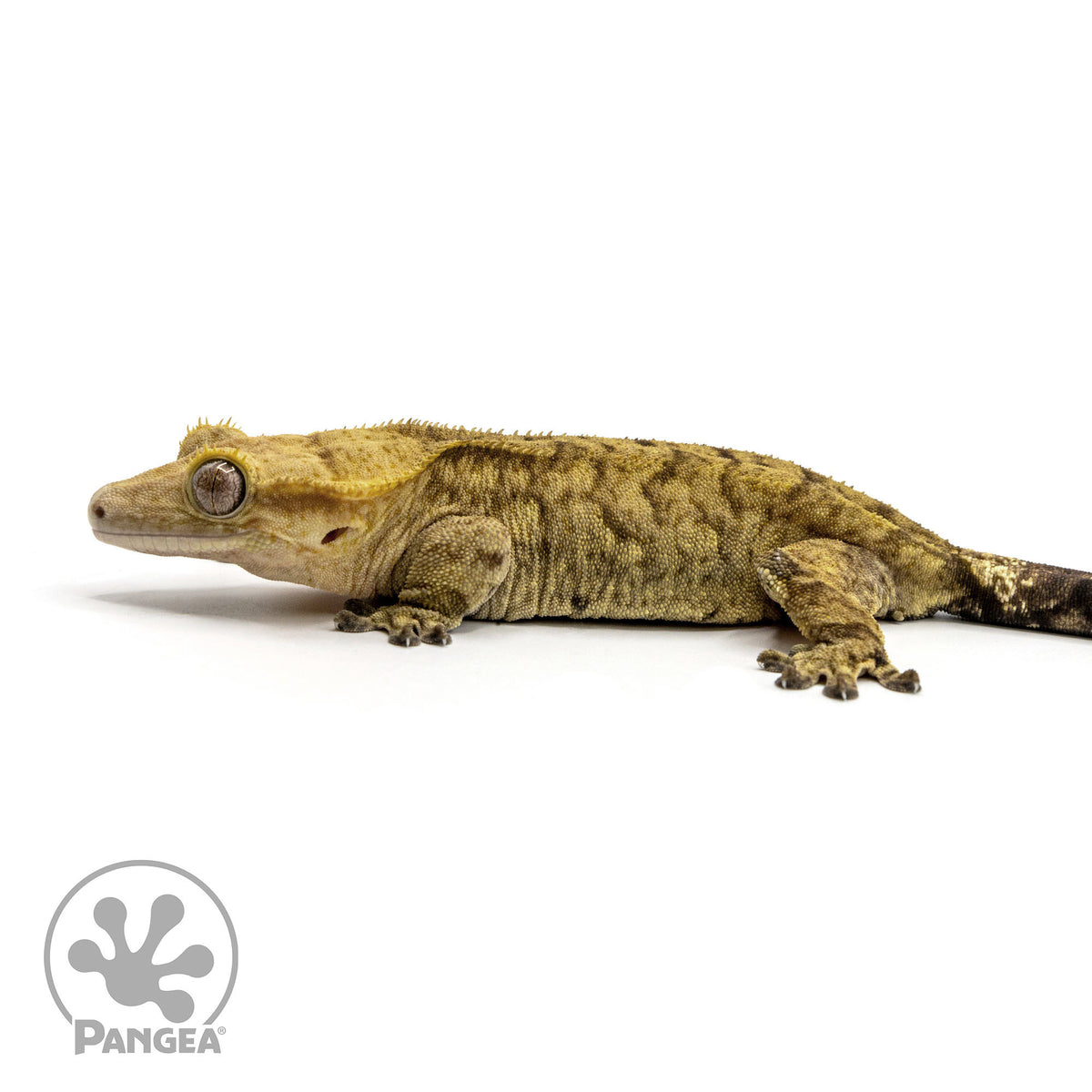 Female Brindle Crested Gecko | Pangea Reptile | Cr-2418 - Pangea ...
