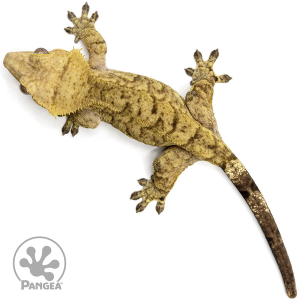 Female Brindle Crested Gecko | Pangea Reptile | Cr-2418 - Pangea ...