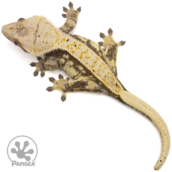 Female Extreme Harlequin Crested Gecko | Pangea Reptile | Cr-2435 ...
