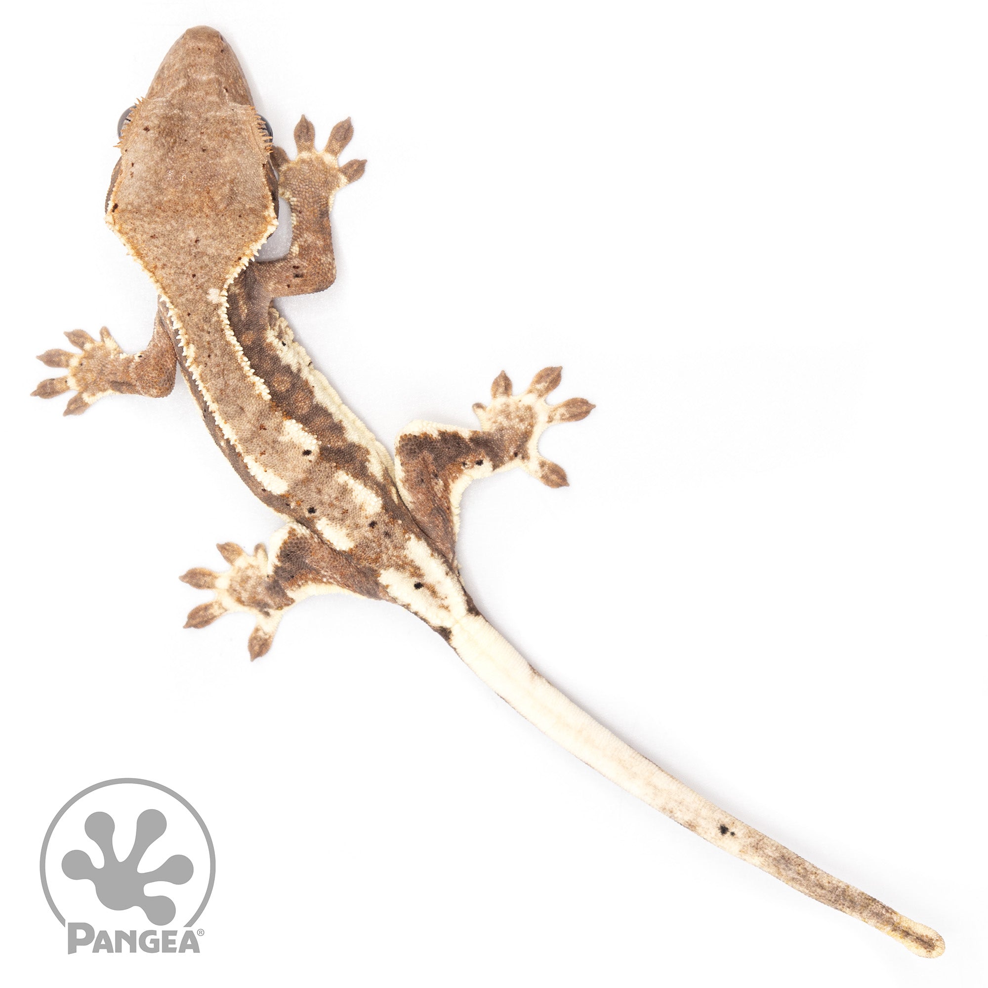 Juvenile Frappuccino Crested Gecko | Pangea Reptile | Cr-2451 - Pangea Reptile LLC