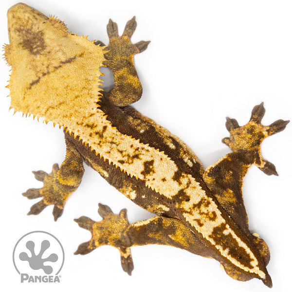 Male Tricolor Extreme Harlequin Crested Gecko | Pangea Reptile | Cr ...