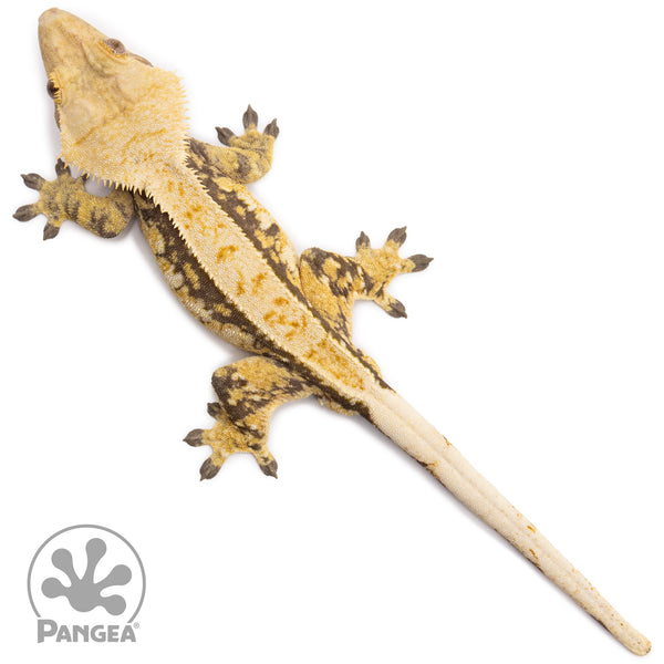 Male Tricolor White Wall Crested Gecko | Pangea Reptile | Cr-2475 ...