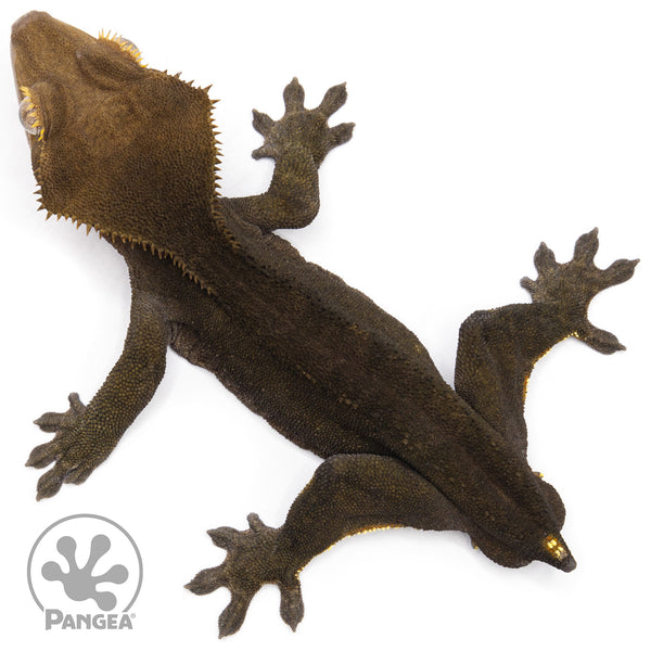 Male OG Noir Crested Gecko | Pangea Reptile | Cr-2482 - Pangea Reptile LLC