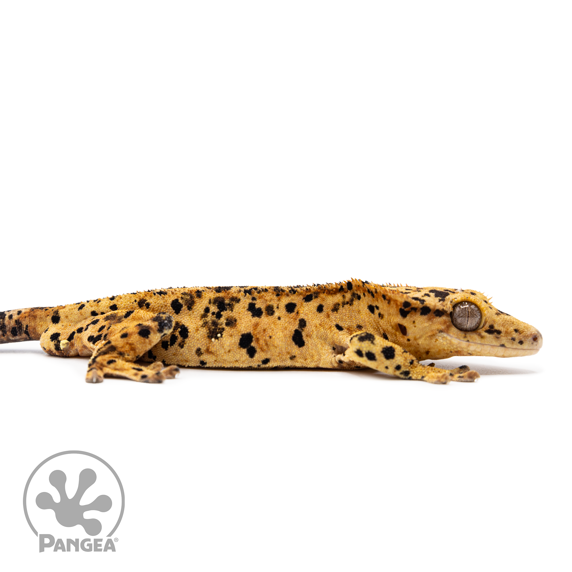Male Super Dalmatian Crested Gecko | Pangea Reptile | Cr-2487 - Pangea Reptile LLC