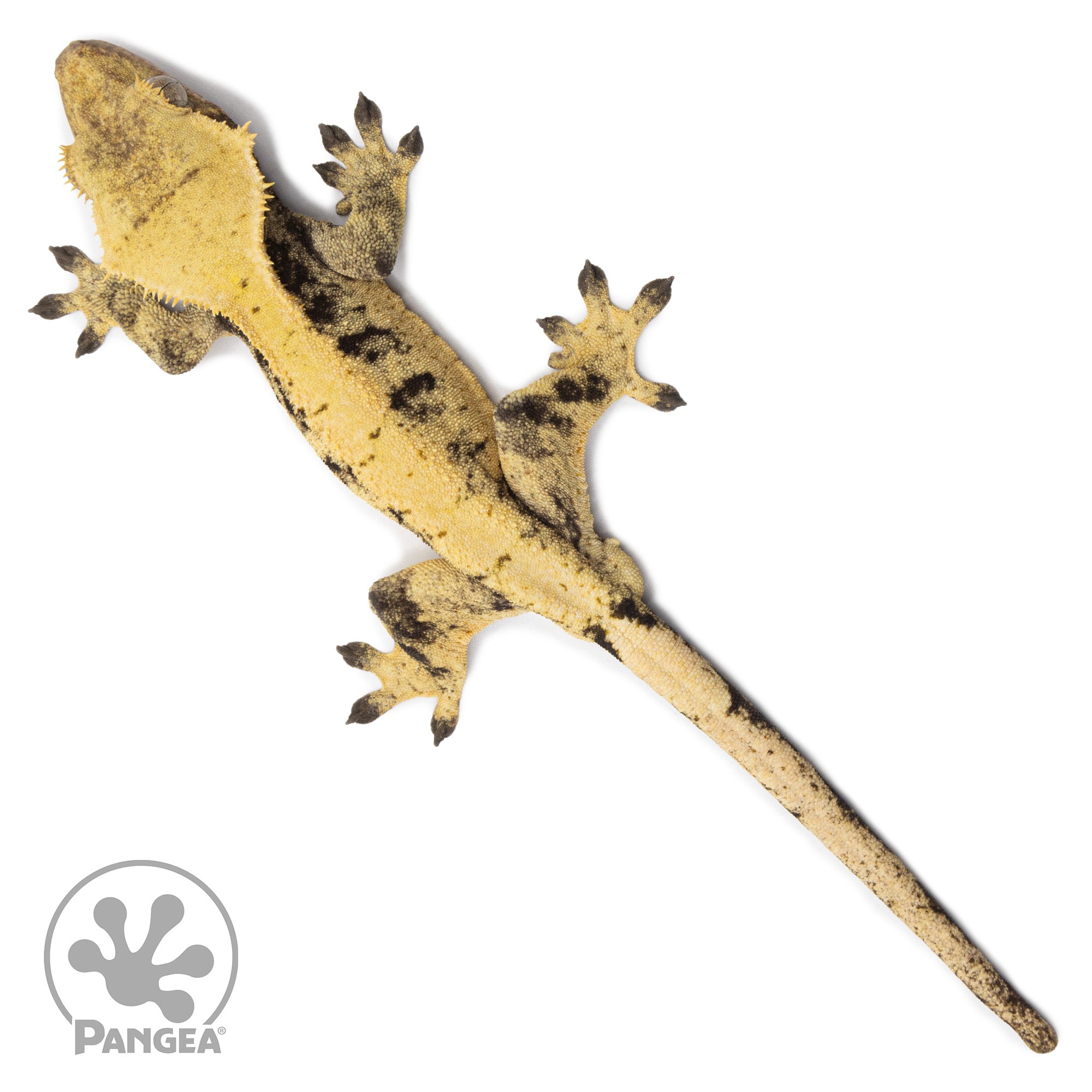 Male XXX Crested Gecko | Pangea Reptile | Cr-2574 - Pangea Reptile LLC