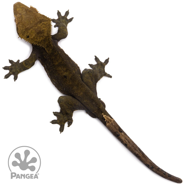 Male OG Noir Crested Gecko | Pangea Reptile | Cr-2586 - Pangea Reptile LLC