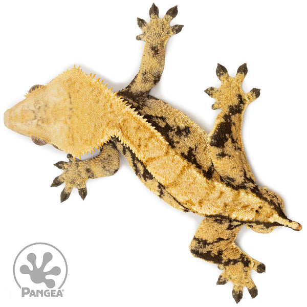 Male Extreme Harlequin Crested Gecko | Pangea Reptile | Cr-2592 ...