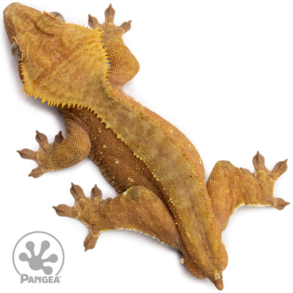 Male Red Phantom Crested Gecko | Pangea Reptile | Cr-2651 - Pangea ...