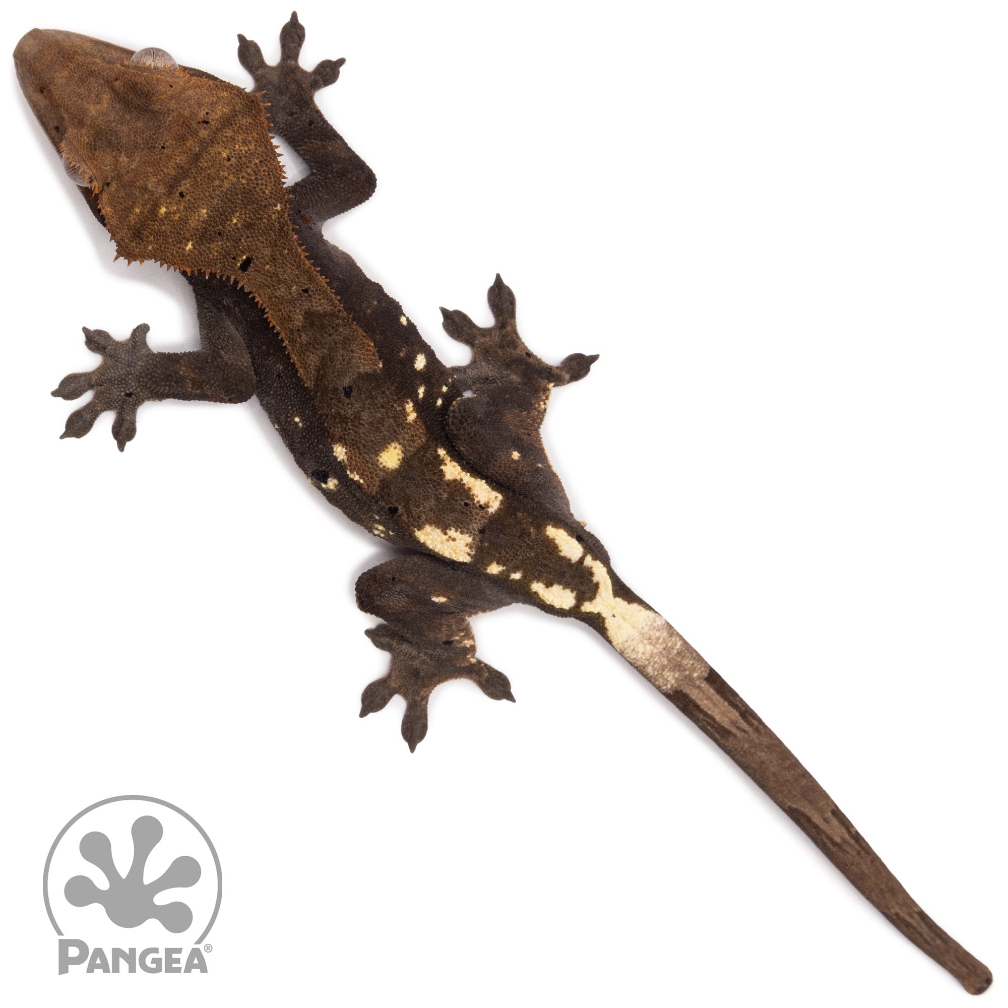 Male Cappuccino Crested Gecko | Pangea Reptile | Cr-2806 - Pangea Reptile LLC