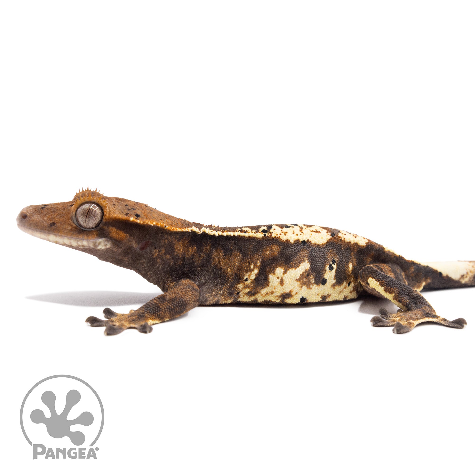 Female Tricolor Frappuccino Crested Gecko | Pangea Reptile | Cr-2809 - Pangea Reptile LLC