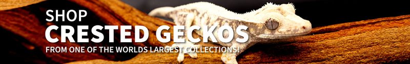 Halloween Crested Geckos - Pangea Reptile LLC
