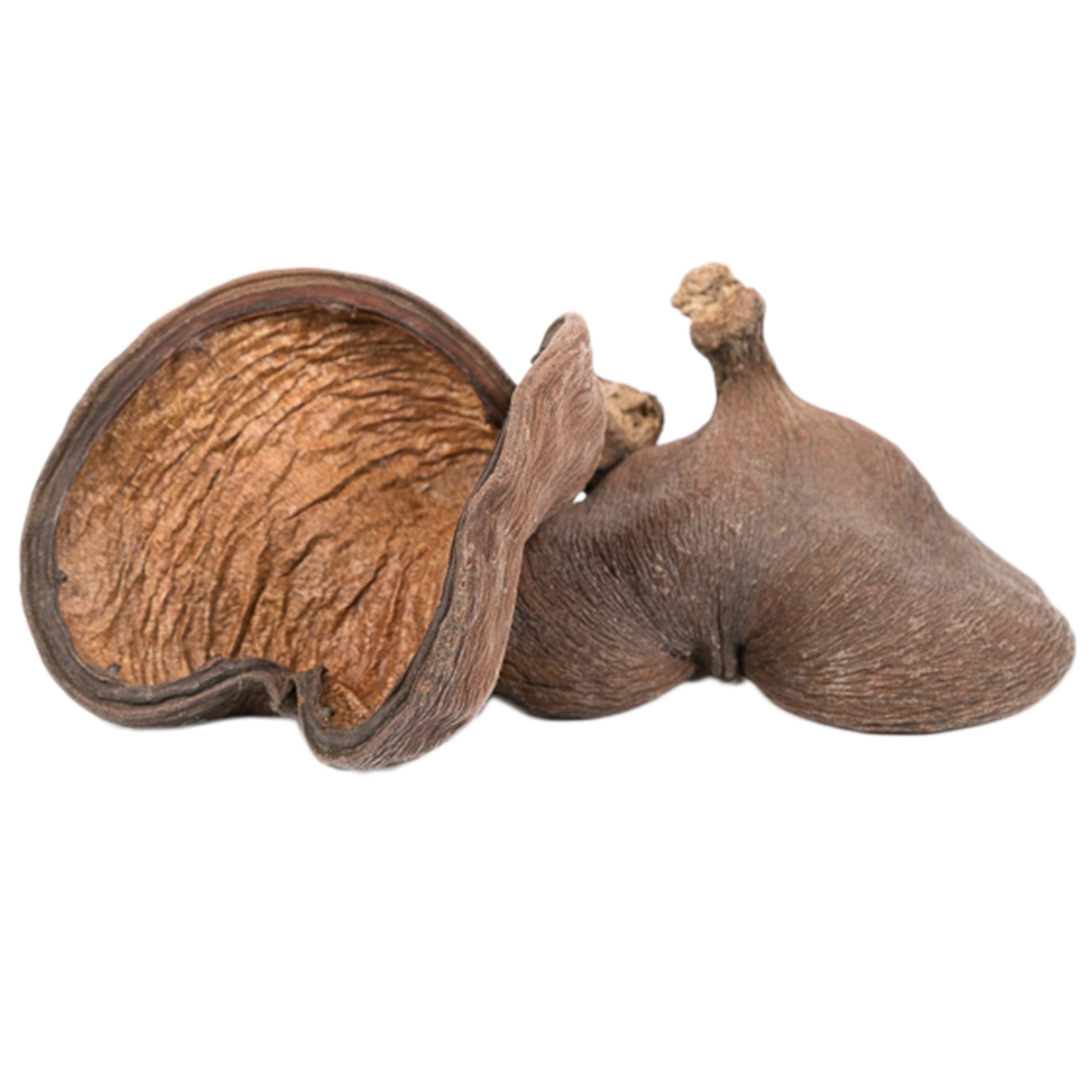 Tree Pods for Sale | Decorative Tree Pods | Pangea Reptile - Pangea ...