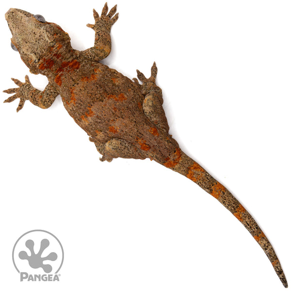 Male Red Blotch Gargoyle Gecko | Pangea Reptile | Ga-0276 - Pangea ...
