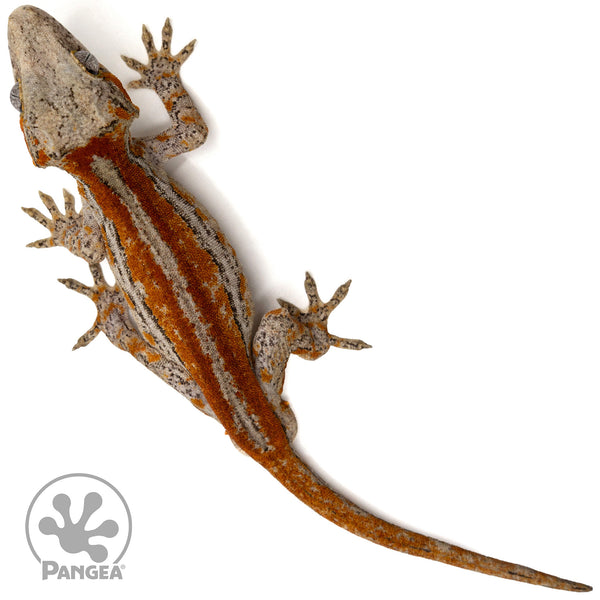 Male Red Striped Gargoyle Gecko | Pangea Reptile | Ga-0303 - Pangea ...