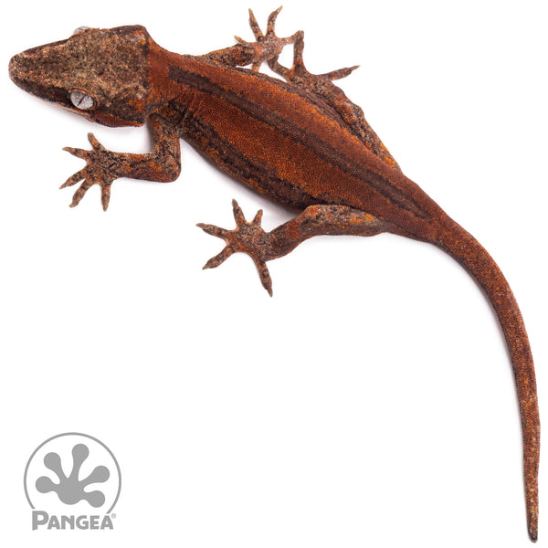 Juvenile Red Stripe Gargoyle Gecko | Pangea Reptile | Ga-0310 - Pangea ...