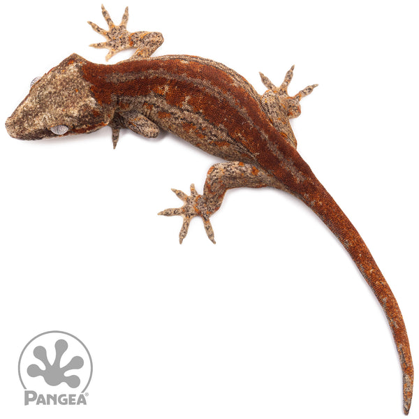 Juvenile Red Stripe Gargoyle Gecko | Pangea Reptile | Ga-0312 - Pangea ...