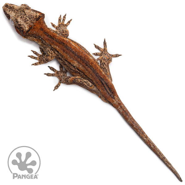Male Red Striped Gargoyle Gecko | Pangea Reptile | Ga-0320 - Pangea ...