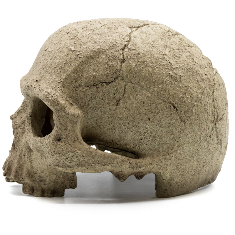 Human Skull Cave | Reptile Hides & Decor | Pangea Reptile - Pangea ...