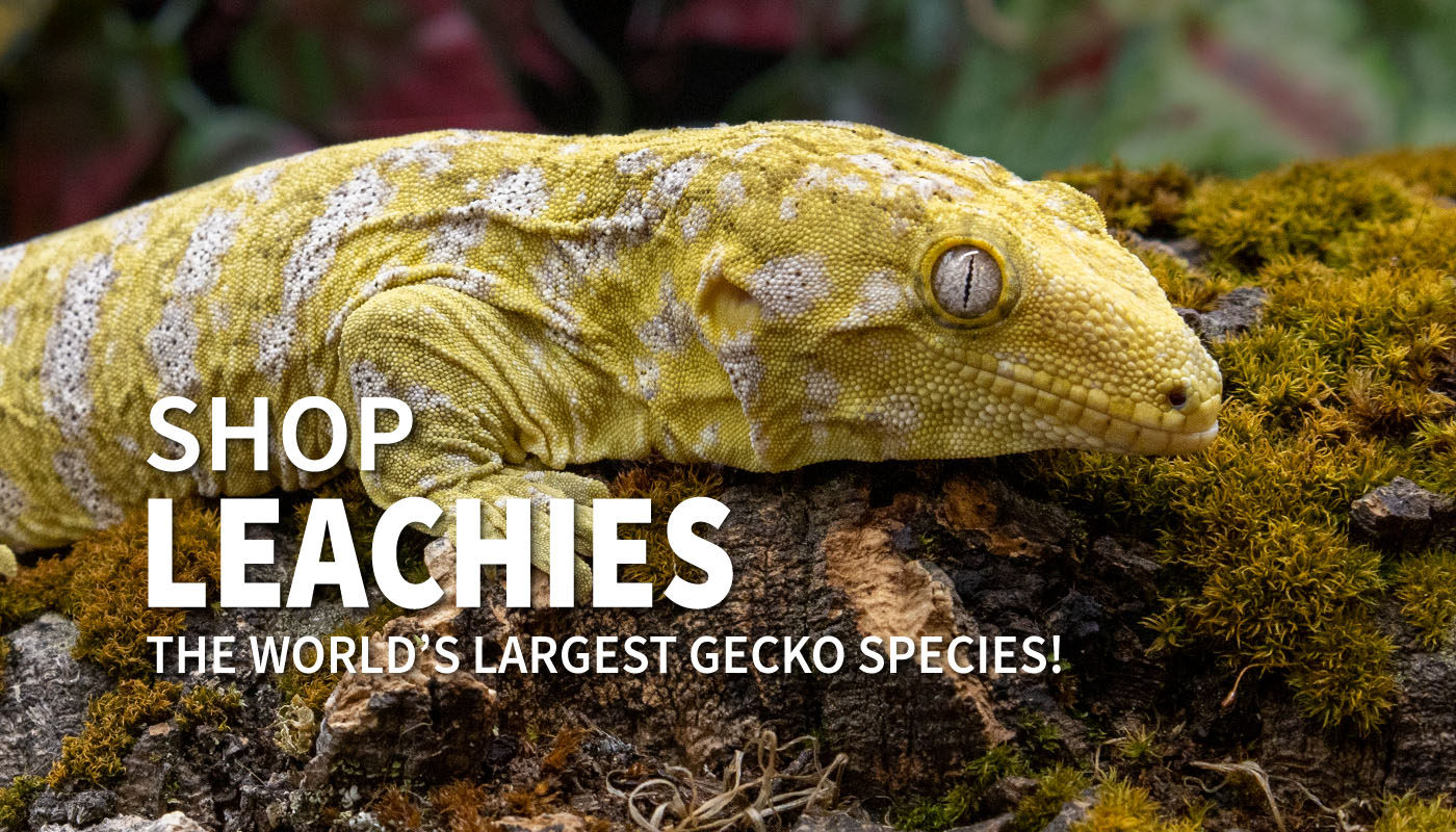 Pangea Reptile Crested Geckos For Sale | Reptiles Online - Pangea Reptile LLC