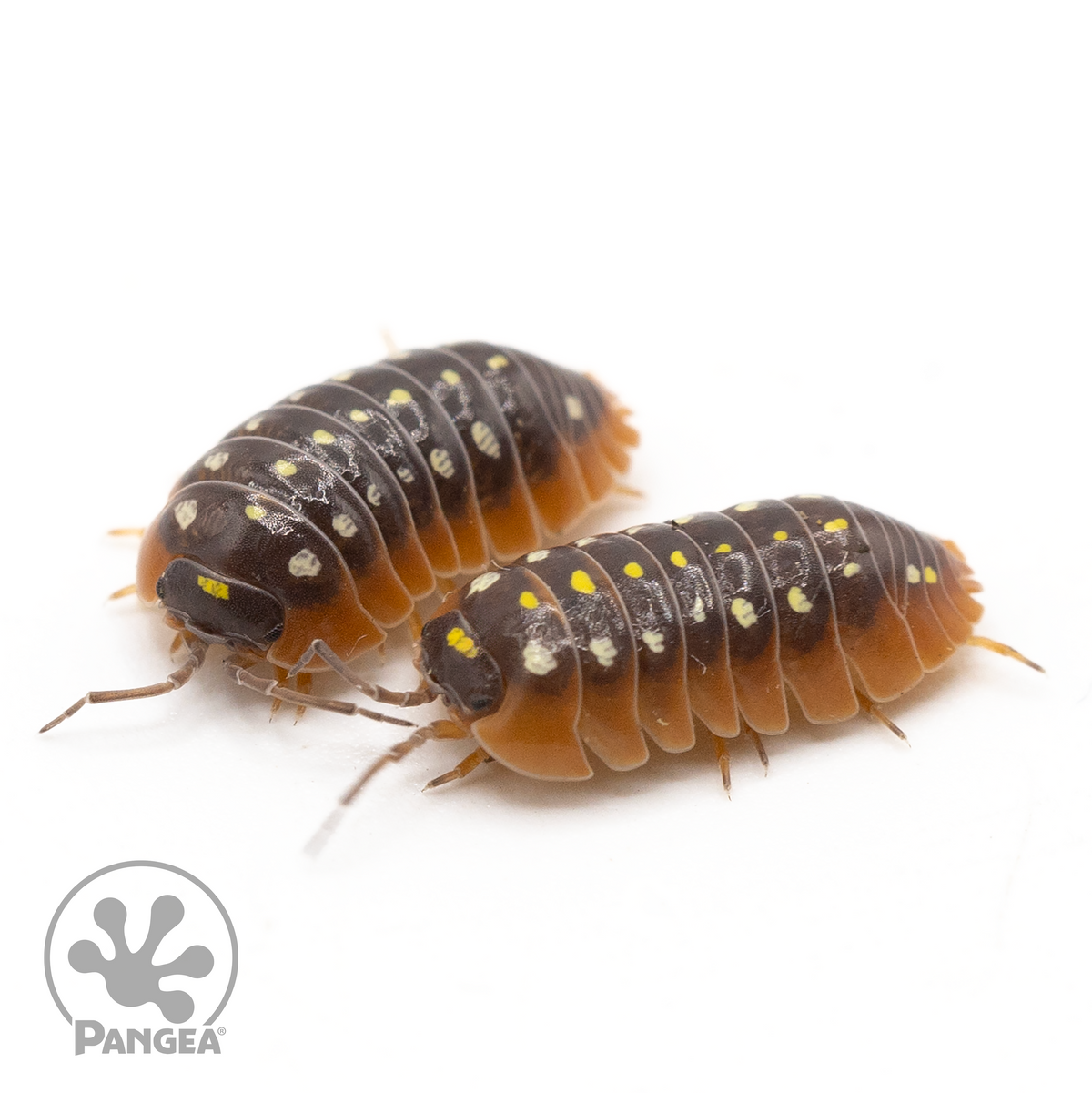 Armadillidium klugii Montenegro Clown Isopods - Pangea Reptile LLC
