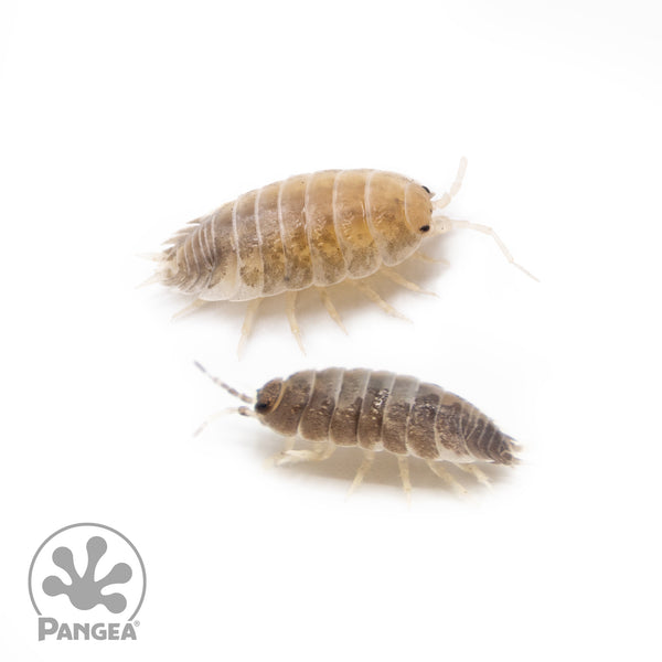 Porcellio laevis 'Milkback' Isopods - Pangea Reptile LLC