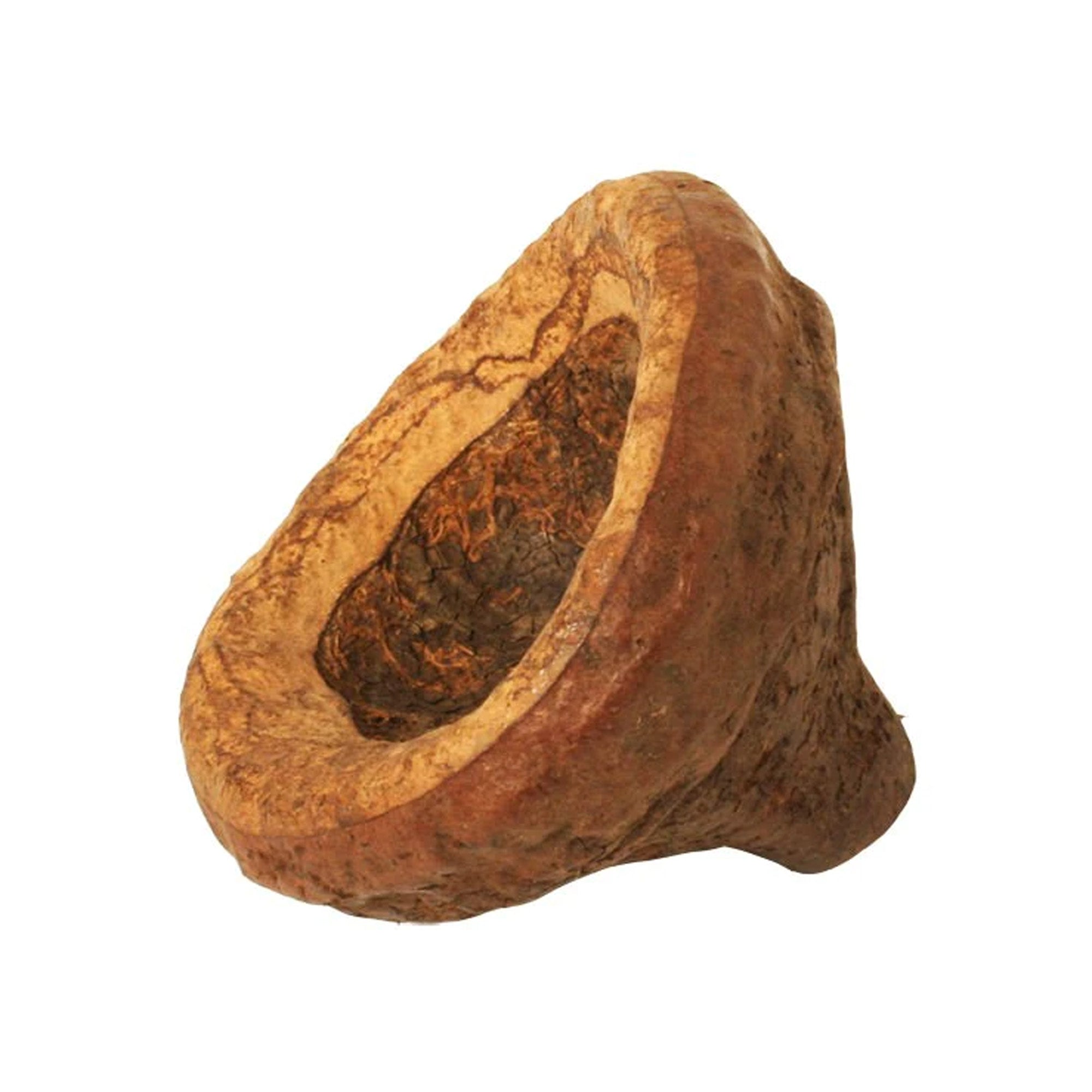 Monkey Pods | Dried Monkey Pods | Pangea Reptile - Pangea Reptile LLC