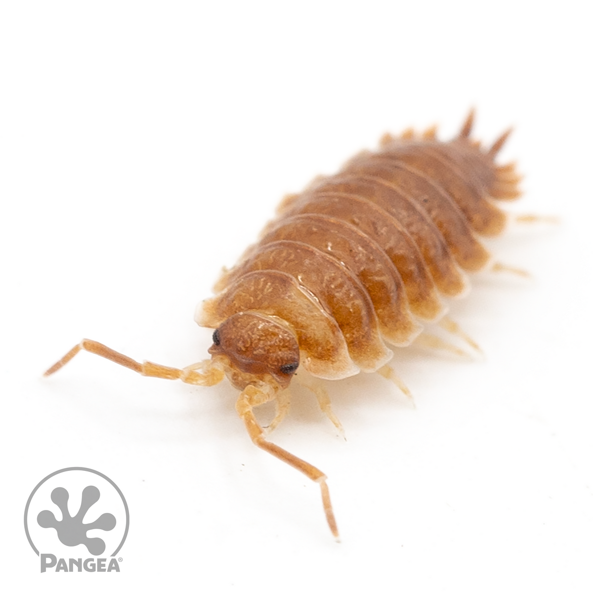 Porcellio scaber 'Spanish Orange' Isopods - Pangea Reptile LLC