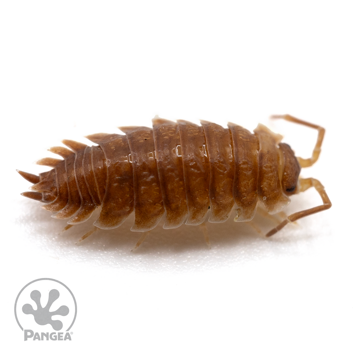 Porcellio scaber 'Spanish Orange' Isopods - Pangea Reptile LLC
