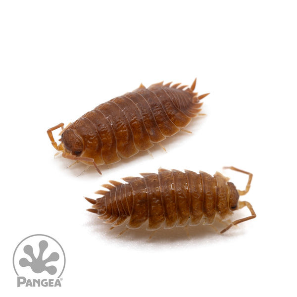 Porcellio scaber 'Spanish Orange' Isopods - Pangea Reptile LLC