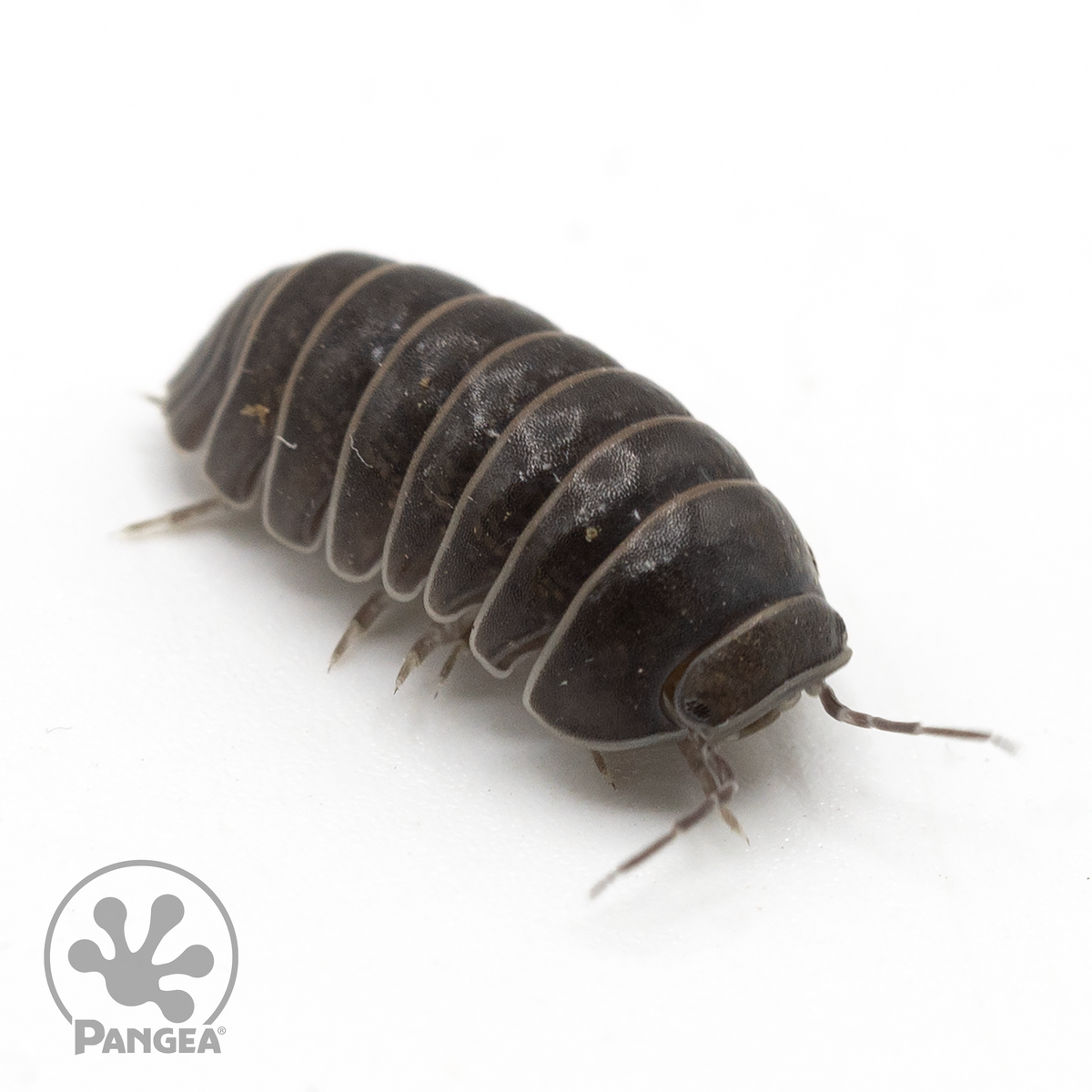 Armadillo officinalis 'Spanish Pill Bug' Isopods - Pangea Reptile LLC