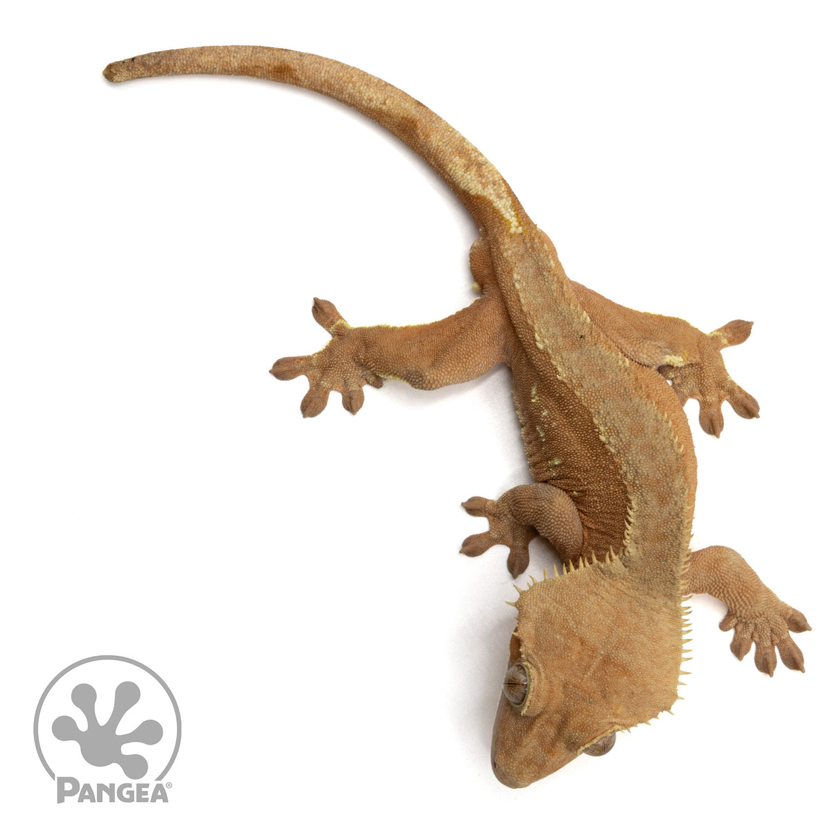 Male Red Phantom Crested Gecko | Pangea Reptile | Cr-2301 - Pangea Reptile LLC