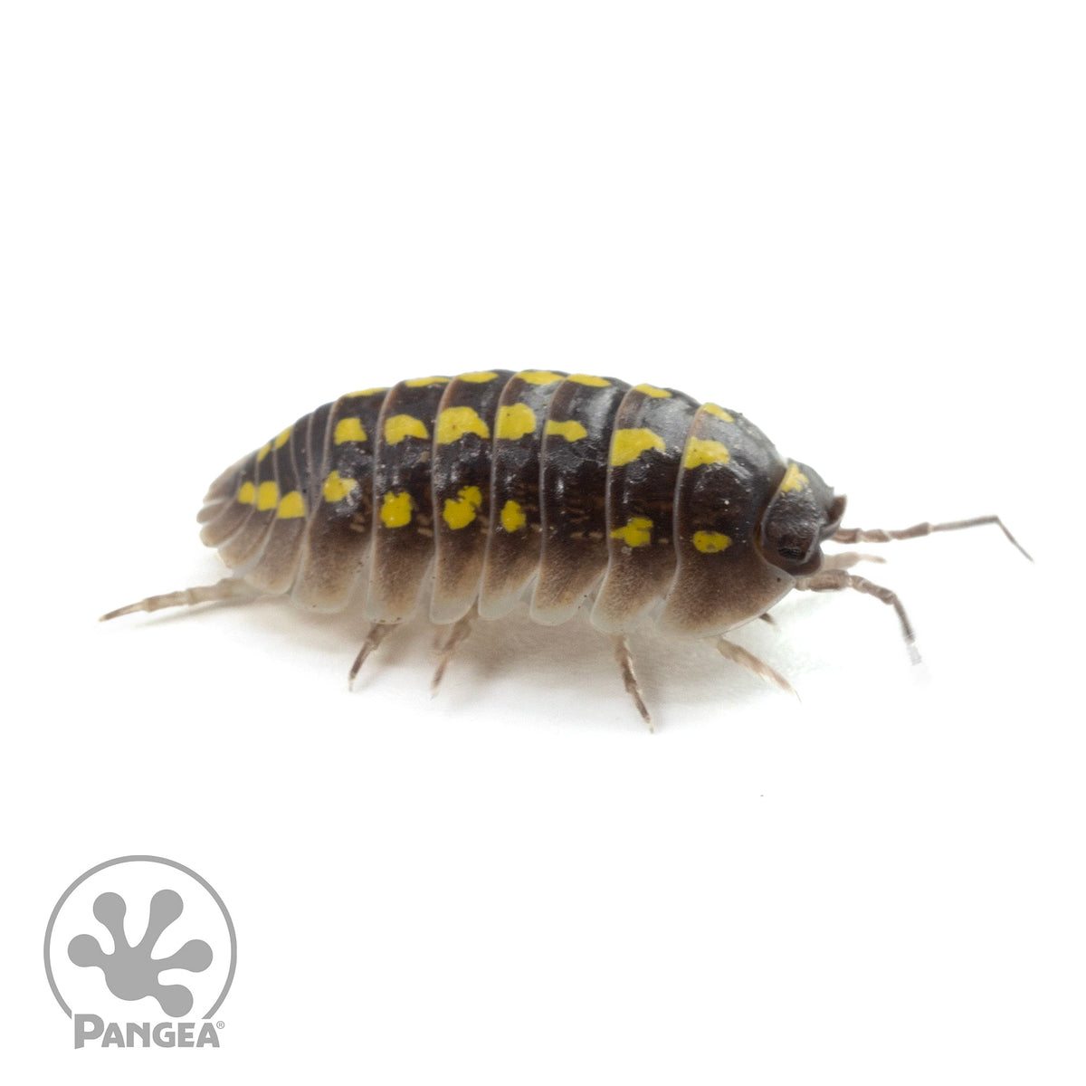 Armadillidium gestroi Isopods - Pangea Reptile LLC