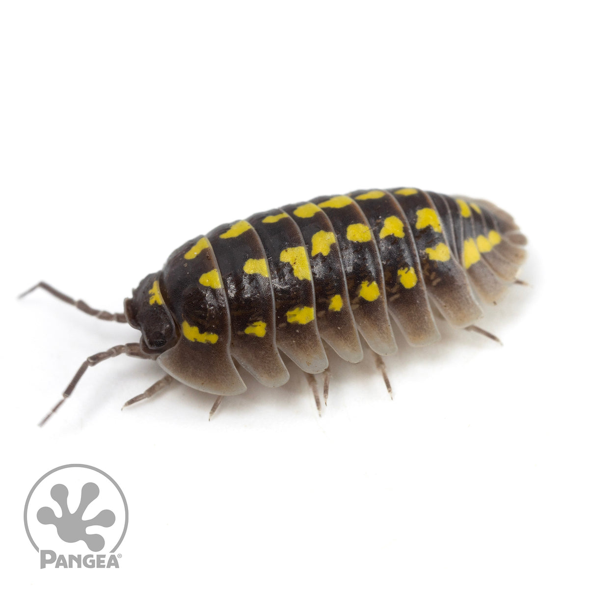 Armadillidium gestroi Isopods - Pangea Reptile LLC