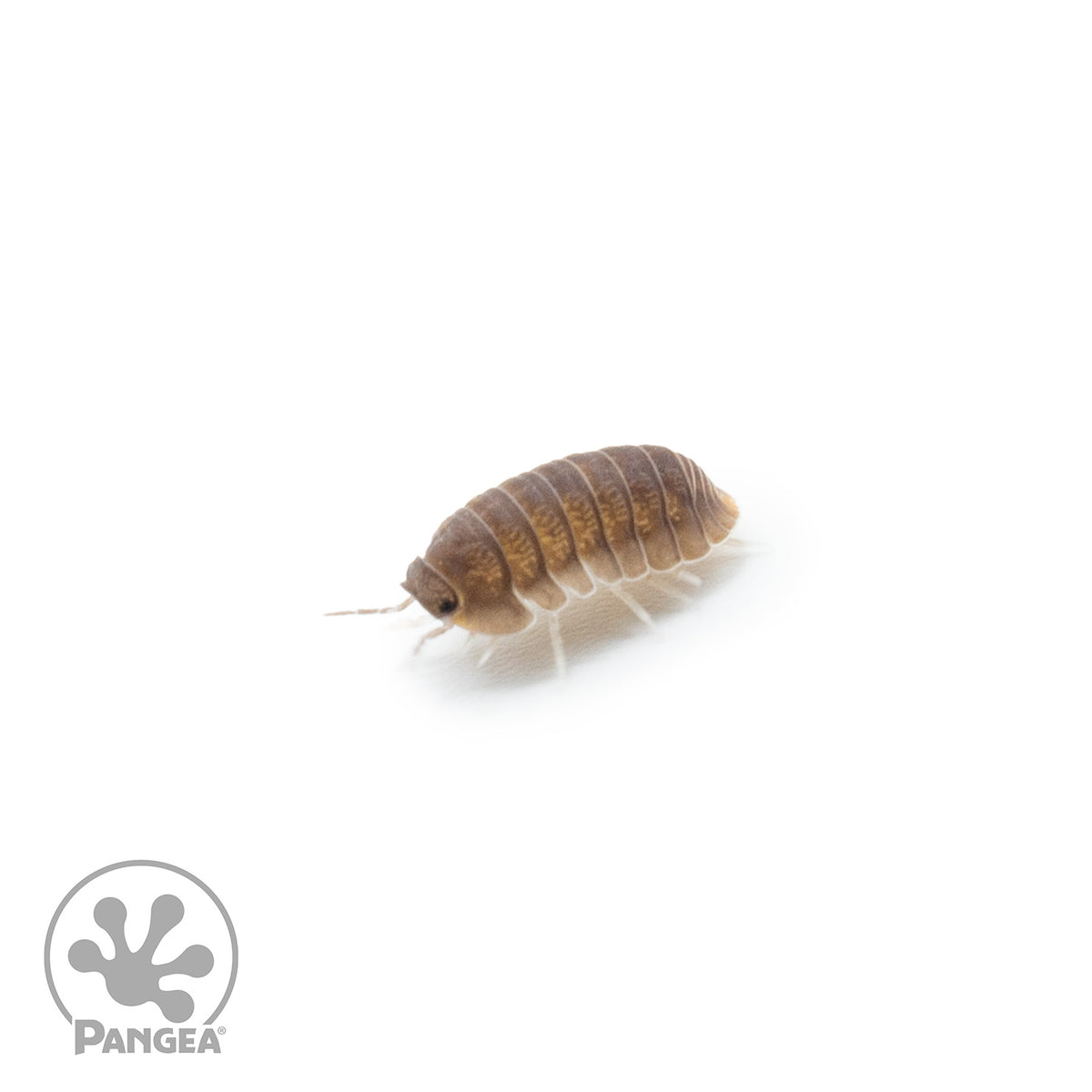 Cubaris murina 'Little Sea' Isopods - Pangea Reptile LLC