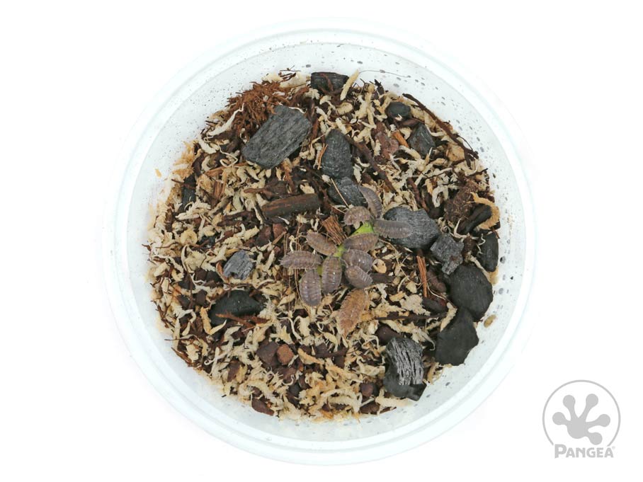 Porcellio scaber 'Calico' Isopods - Pangea Reptile LLC